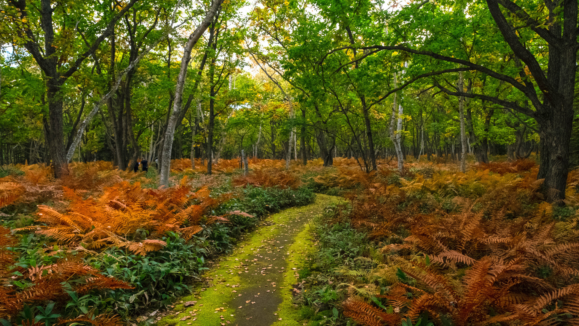 Teshikaga - Explore the unspoiled nature of Akan Mashu National Park ...