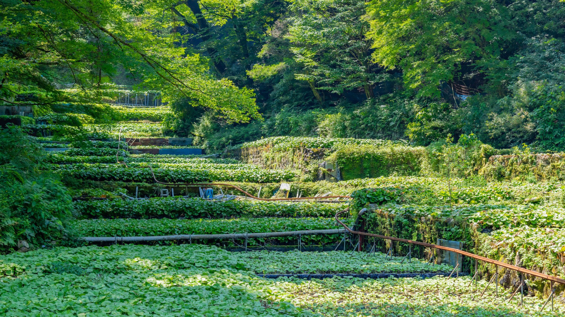 Izu Peninsula - Shuzenji Onsen and Naka-Izu wasabi fields - Tours by ...